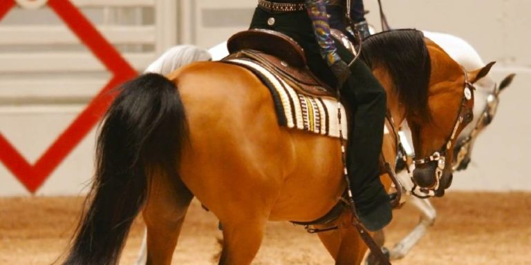 What Does The Word “Equitation” Mean? Definition Of This Equestrian ...