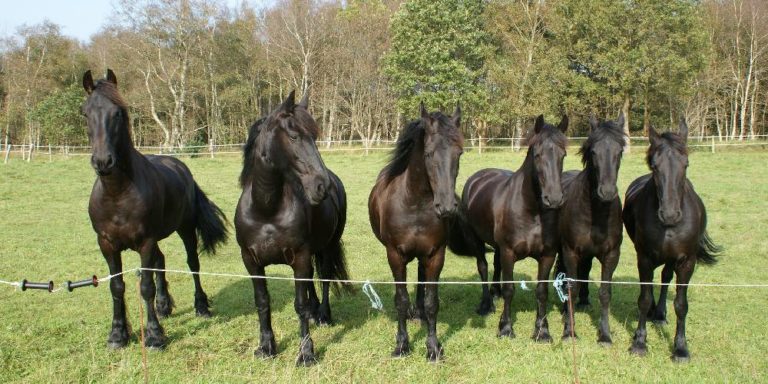 The Fell: All About This British Pony Breed – Insider Horse – Latest ...