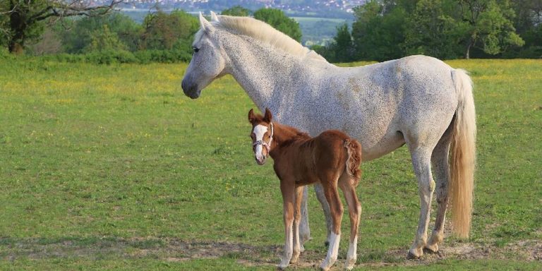 What Is A Broodmare? Definition & Facts About Broodmares – Insider ...