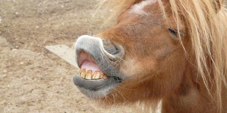 10 Ways To Tell If Your Horse Is Healthy – Insider Horse – Latest ...