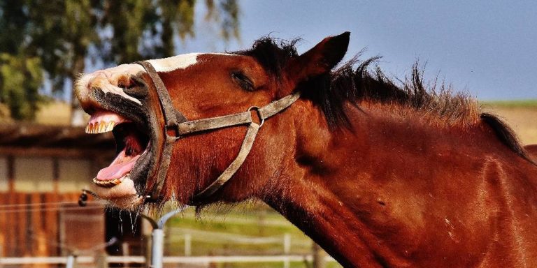 Why Do Horses Yawn? Reasons Explained – Insider Horse – Latest ...