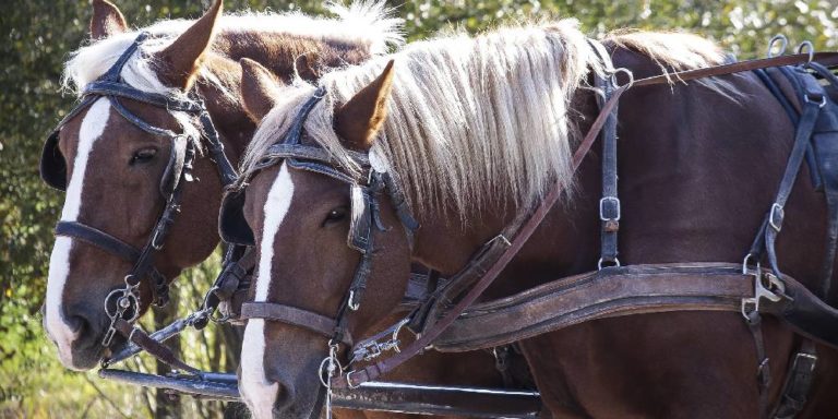 A Complete Alphabetical List Of The World’s Horse Breeds! – Insider ...