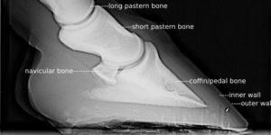 What Are All The Bones That Make Up A Horse’s Hoof? – Insider Horse ...
