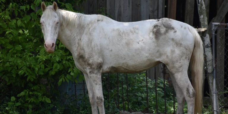 Albino Horses: Facts & Information On True White Horses – Insider Horse ...