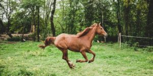 The Gallop: Facts You Should Know About The Horse’s Fastest Gait ...