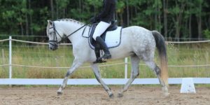 The Trot: All About The Horse’s 2-Beat Gait – Insider Horse – Latest ...