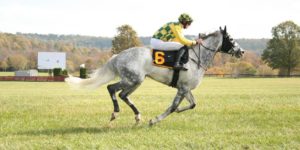 The Gallop: Facts You Should Know About The Horse’s Fastest Gait ...