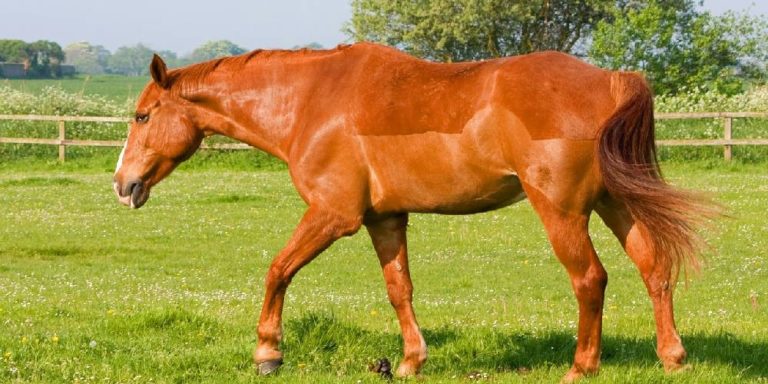 The Walk: All About The Horse’s Slowest Gait – Insider Horse – Latest ...