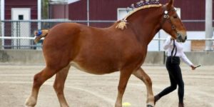 The Walk: All About The Horse’s Slowest Gait – Insider Horse – Latest ...