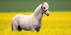 What Is A Welsh Pony? Facts You Should Know About This Pony Breed ...