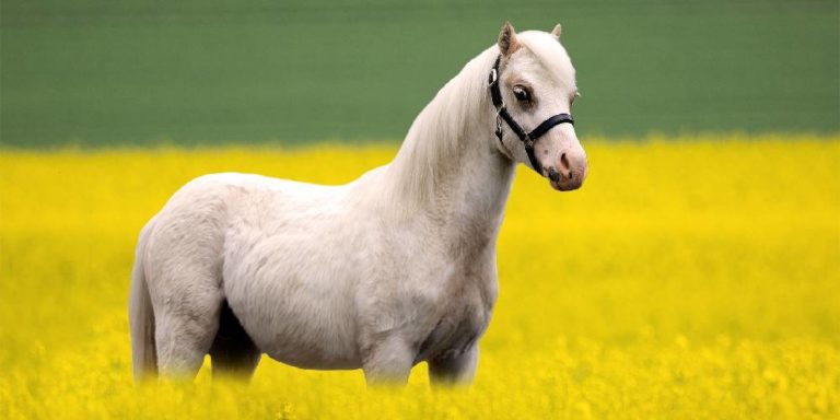 What Is A Welsh Pony? Facts You Should Know About This Pony Breed ...