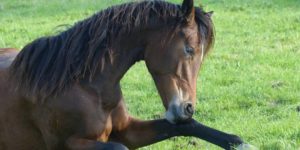What Is A Horse’s Normal Body Temperature? All You Need To Know ...
