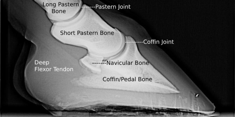 10 Fun Facts On The Horse’s Hooves That You Should Know – Insider Horse ...