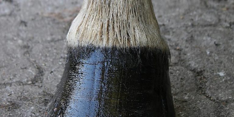 10 Fun Facts On The Horse’s Hooves That You Should Know – Insider Horse ...