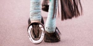 10 Fun Facts On The Horse’s Hooves That You Should Know – Insider Horse ...
