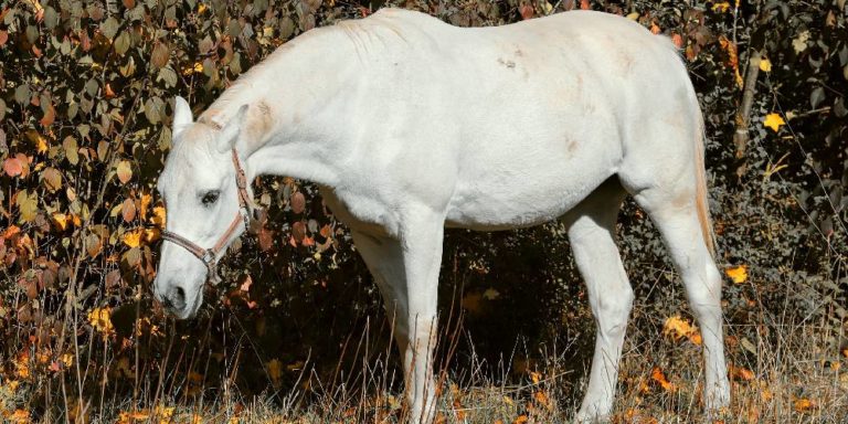 What Is A Horse’s Normal Body Temperature? All You Need To Know ...