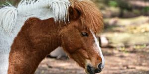 What Is A Horse’s Normal Body Temperature? All You Need To Know ...