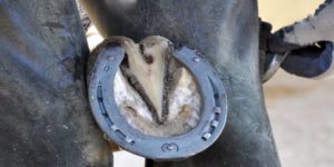 What Is A Farrier? All About Farriers & What They Do – Insider Horse ...