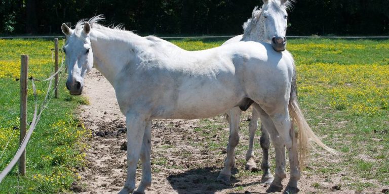 What Is Swayback In Horses? All You Need To Know – Insider Horse ...