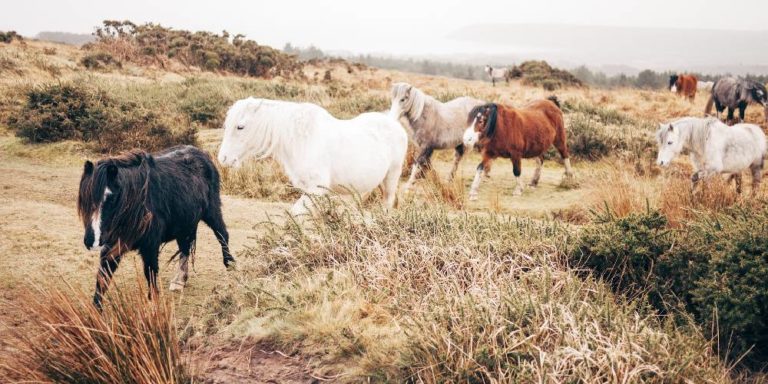 Breeding Your Mare: The Full Guide – Insider Horse – Latest & Greatest ...