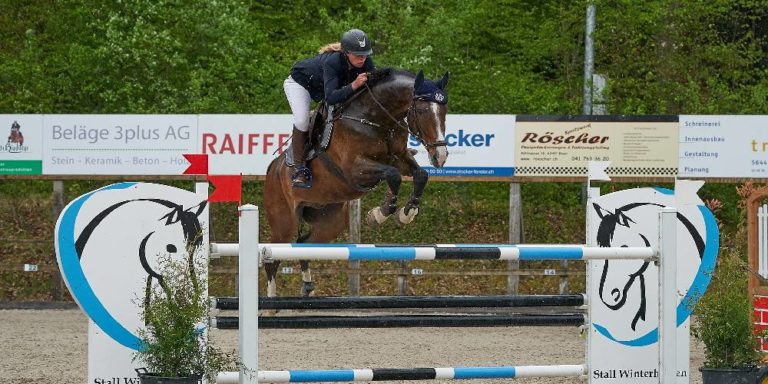 The Hanoverian: Facts & Information On This Talented Horse Breed ...