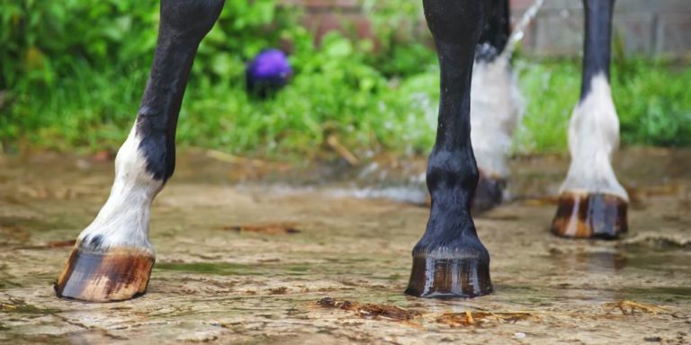 The 8 Most Common Leg Markings Seen In Horses – Insider Horse – Latest ...