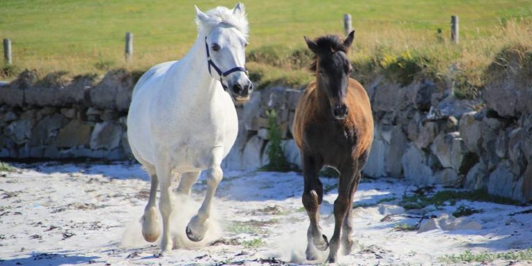 The Connemara Pony: All About This Irish Breed – Insider Horse – Latest ...