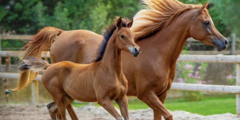 Breeding Your Mare: The Full Guide – Insider Horse – Latest & Greatest ...